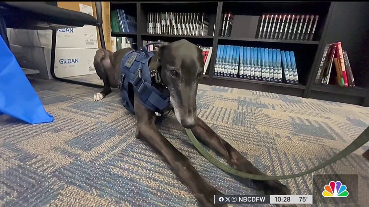 Dallas Police introduces ‘Aussie’ the therapy dog – NBC 5 Dallas-Fort Worth