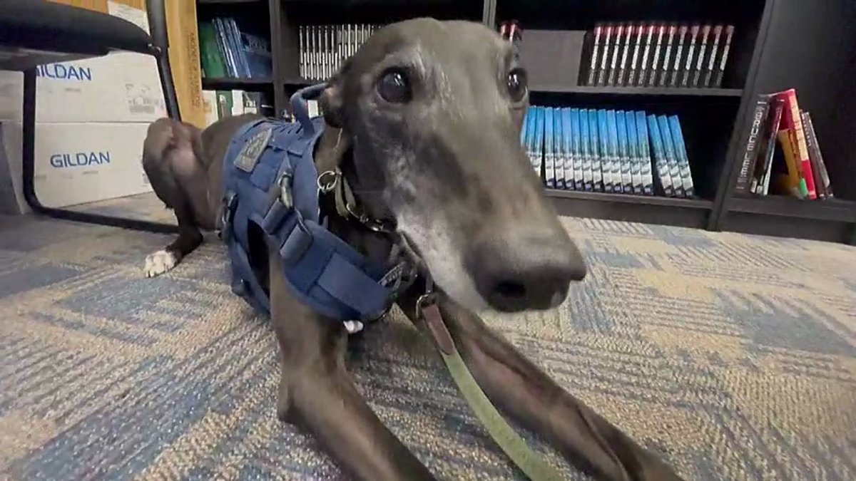 Retired dog helps Dallas Police Department with health – NBC 5 Dallas ...