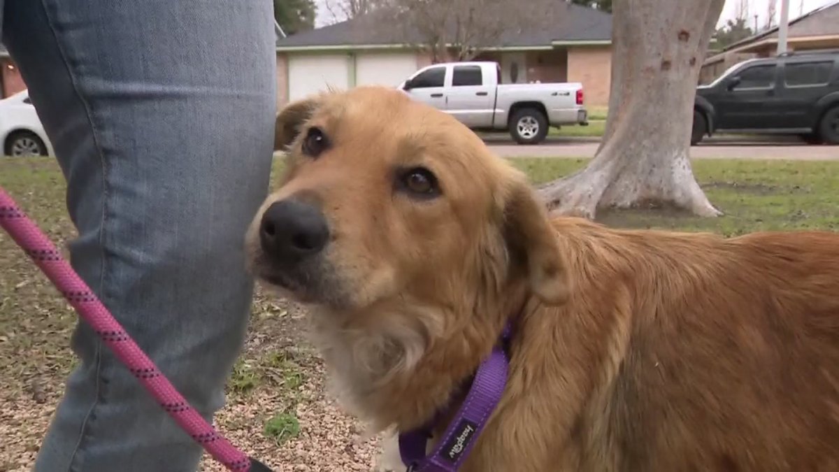 What happened to ‘Connie’ the Texas shipping container dog? – NBC 5 ...