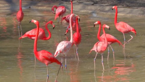 Dallas Zoo Dollar Day sold out, how to get tickets for the other – NBC ...