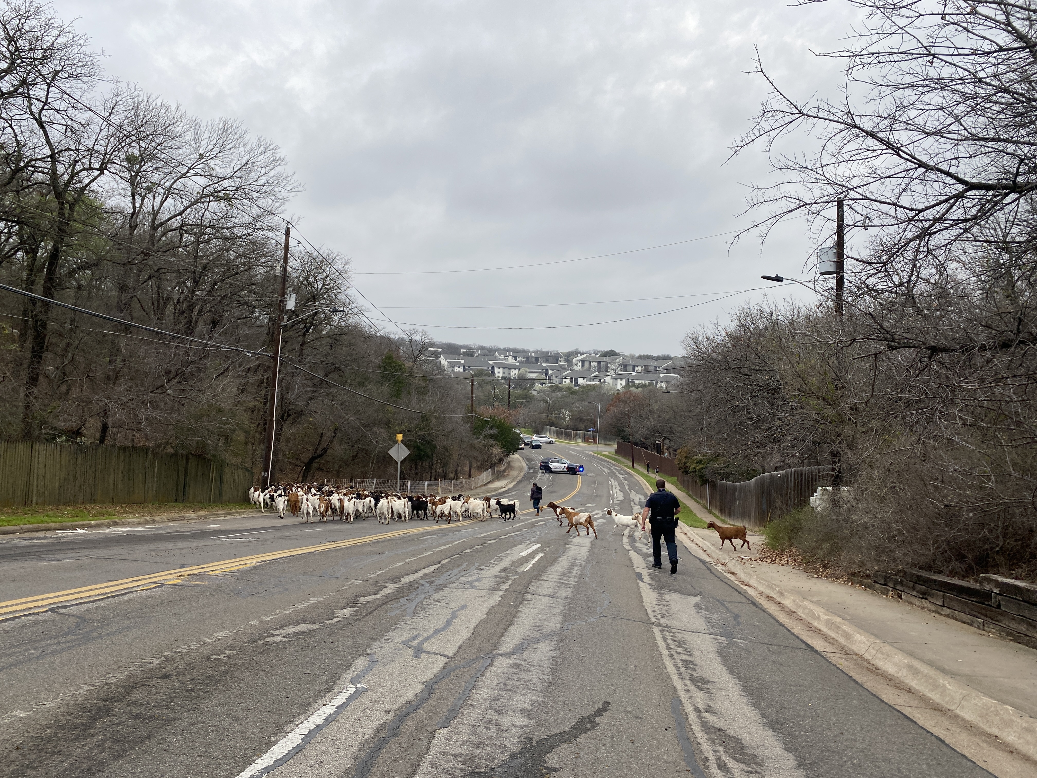 Huge herd of goats found roaming around Texas neighborhood – NBC 5 ...