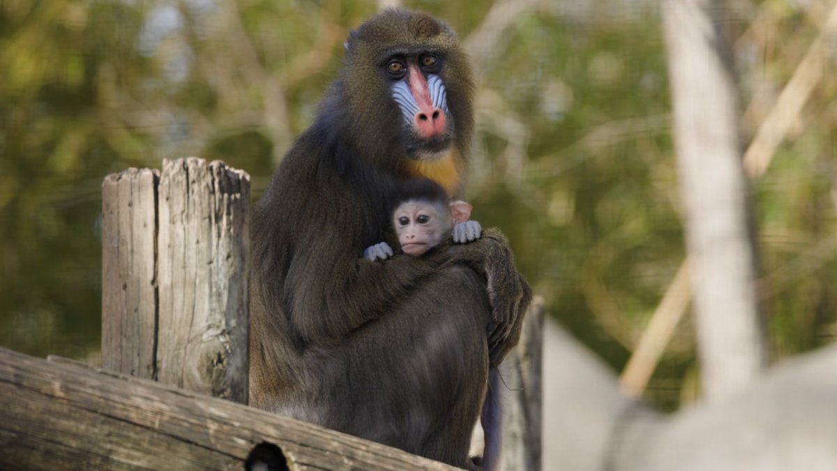 Texas zoo welcomes first baby mandrill in decades – NBC 5 Dallas-Fort Worth