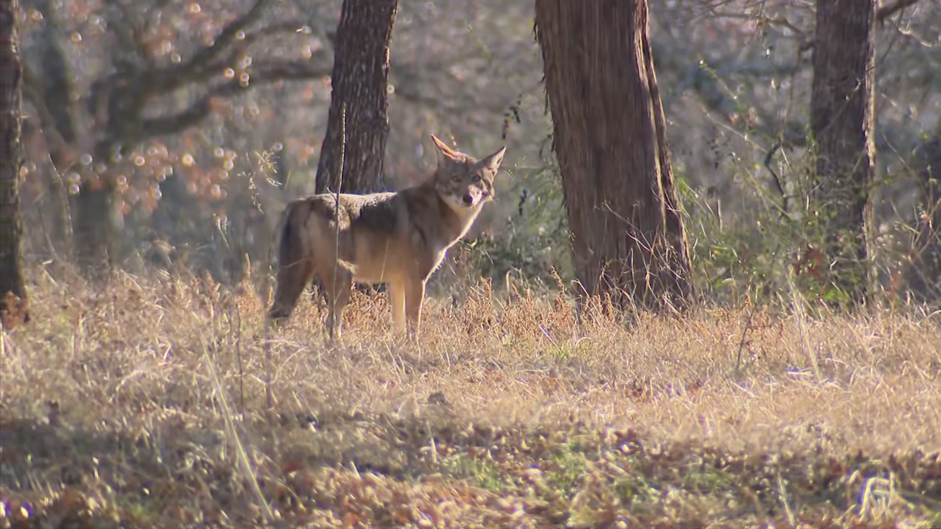 Coyote attacks at least 3 kids at North Texas park – NBC 5 Dallas-Fort ...