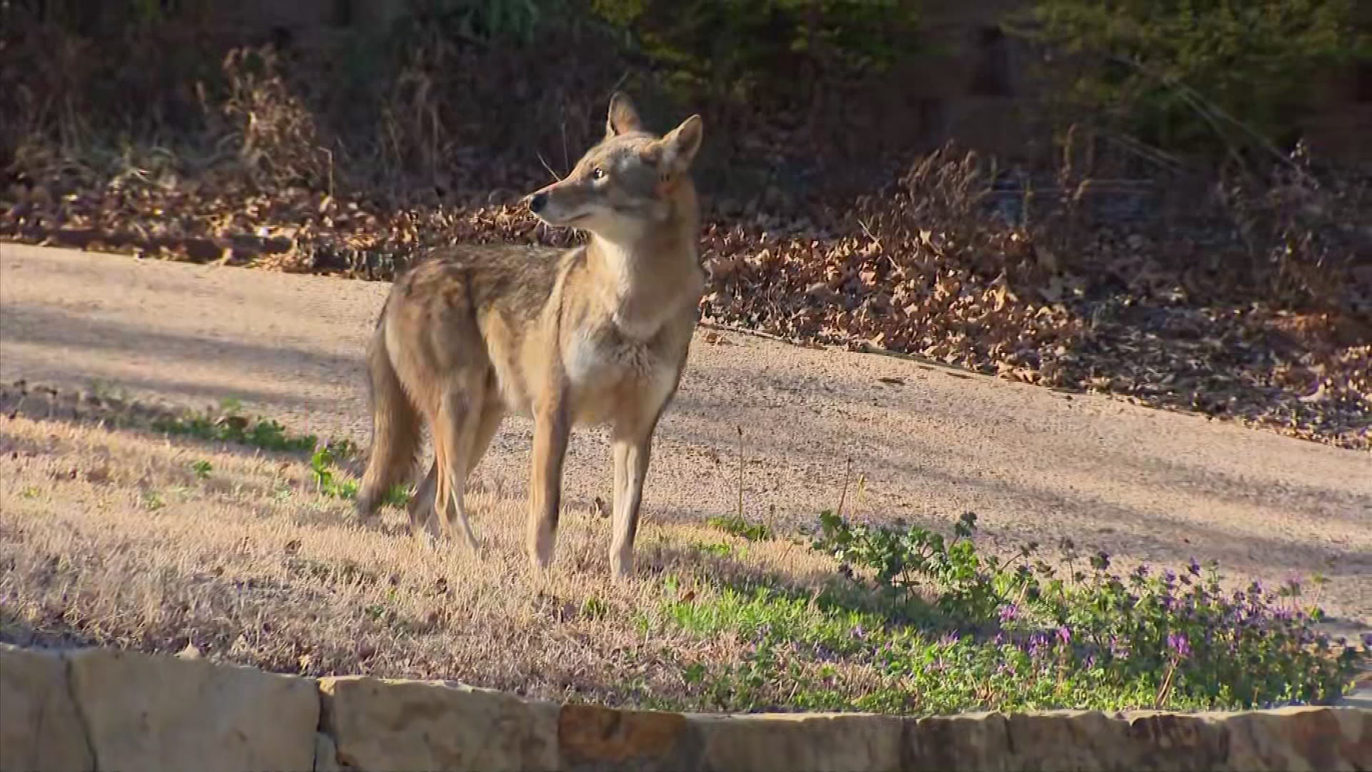 Coyote attacks at least 3 kids at North Texas park – NBC 5 Dallas-Fort ...