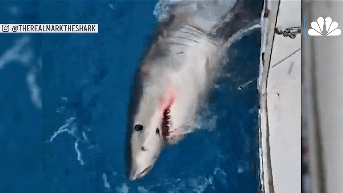 Fisherman on Florida charter boat catches, releases great white shark ...