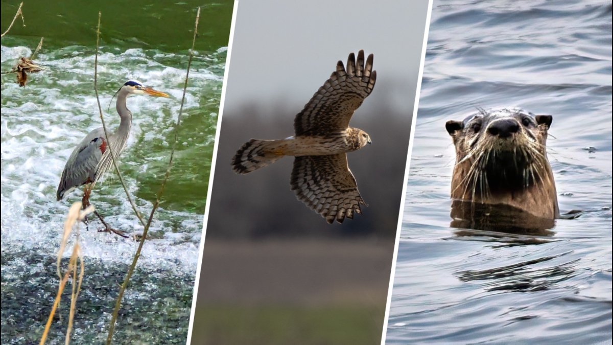 Nature Photos: Birds and Otters – NBC 5 Dallas-Fort Worth