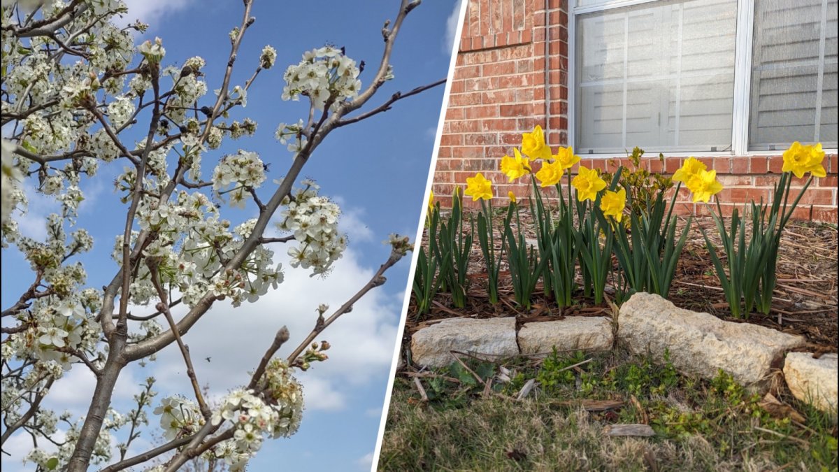 Signs of Spring: Pear tree and daffodils in bloom – NBC 5 Dallas-Fort Worth