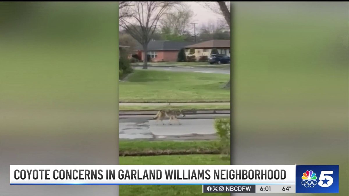 Coyotes spotted near school in Garland – NBC 5 Dallas-Fort Worth