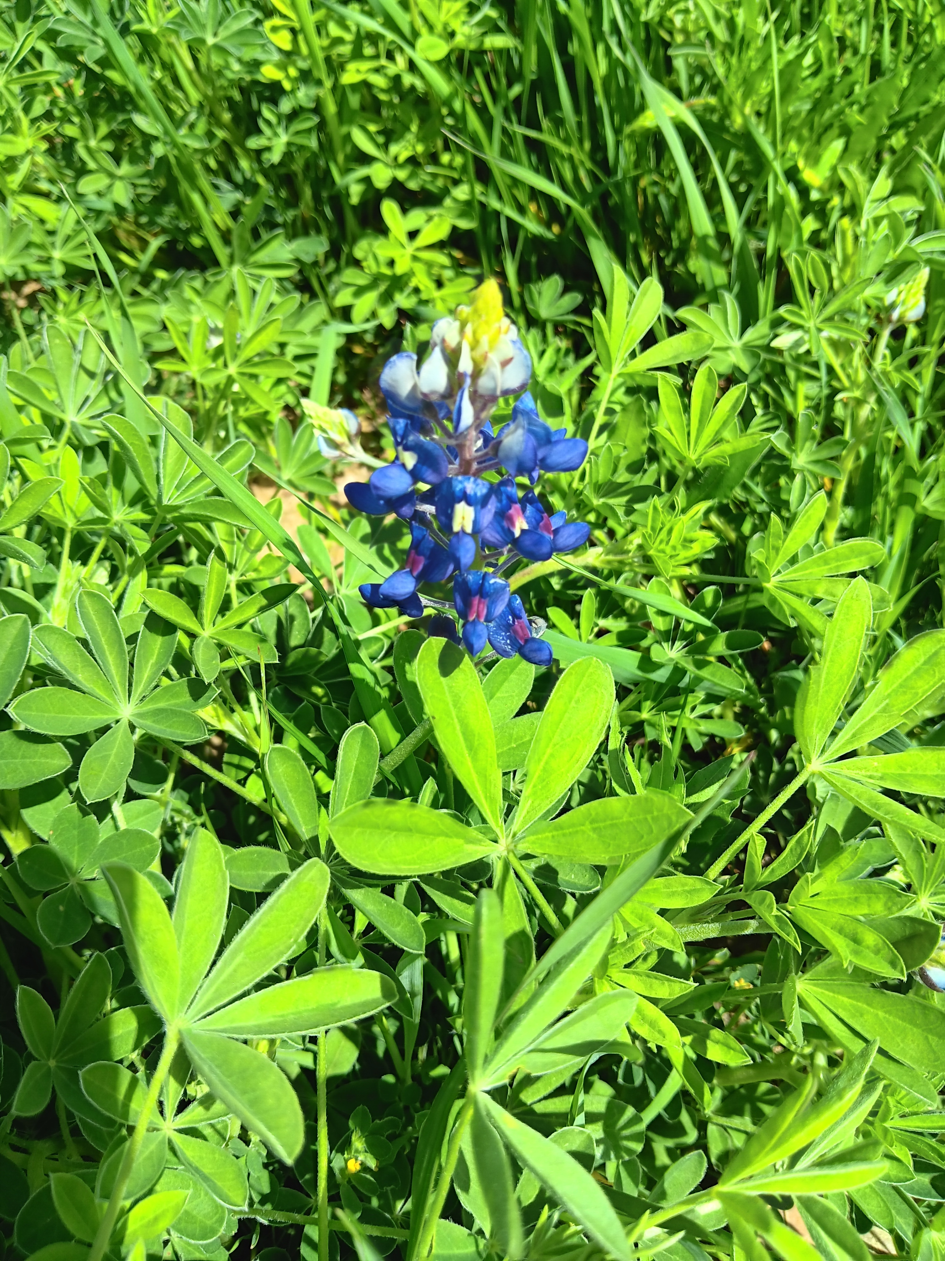 Bluebonnets in bloom 2024 – NBC 5 Dallas-Fort Worth
