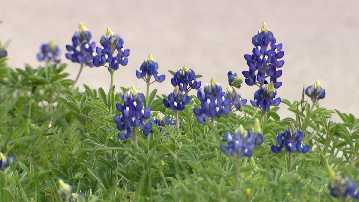 Bluebonnets spring up in North Texas – NBC 5 Dallas-Fort Worth