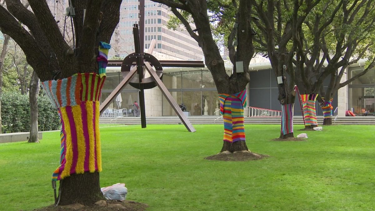 Dallas Yarn Bombers make Nasher Sculpture Center trees huggable – NBC 5 ...