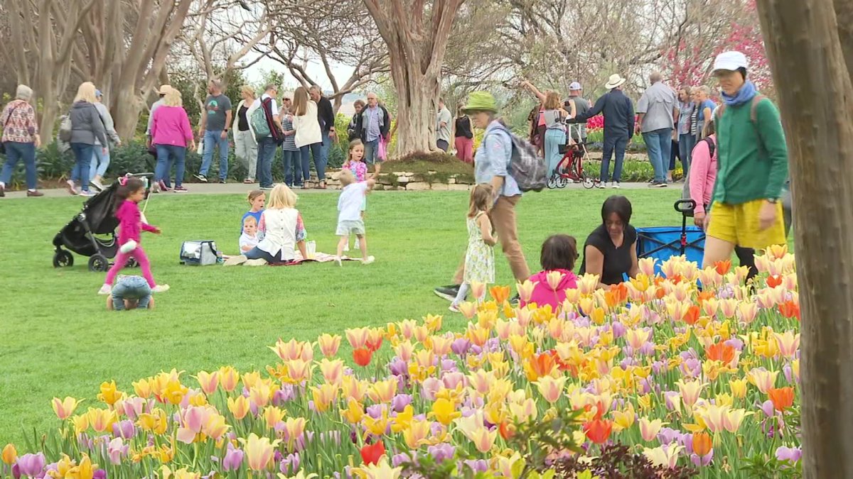 Families visit Dallas Arboretum during Spring Break – NBC 5 Dallas-Fort ...