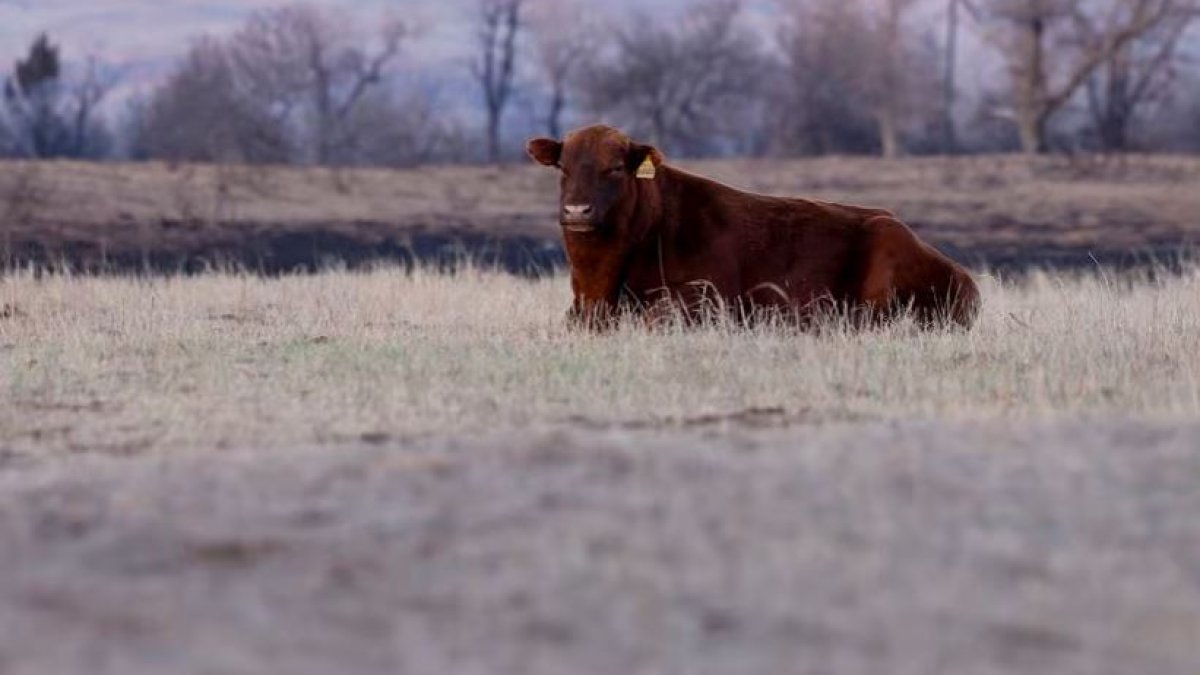 Thousands of cows died in the Panhandle fires. – NBC 5 Dallas-Fort Worth