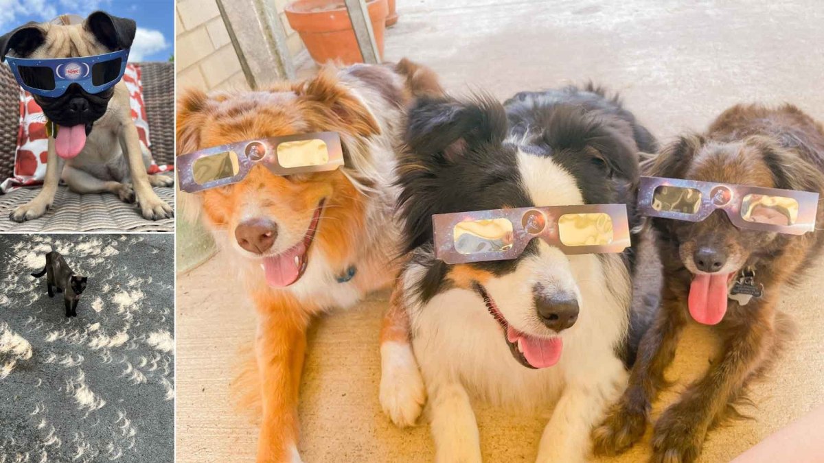 Eclipse Pets: April 9, 2024 – NBC 5 Dallas-Fort Worth