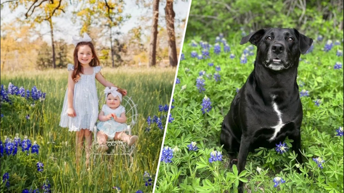 Bluebonnets in Bloom: Blakely, Breelyn and Reba – NBC 5 Dallas-Fort Worth