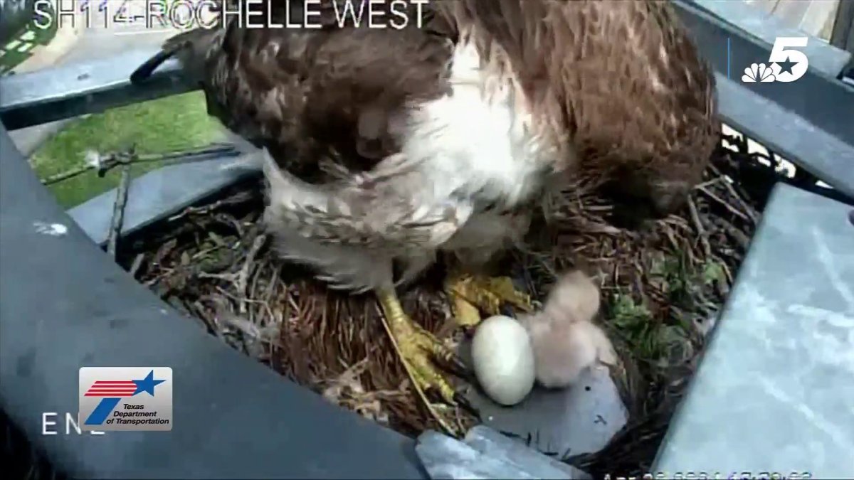 Video shows new hawk hatchling in its nest – NBC 5 Dallas-Fort Worth