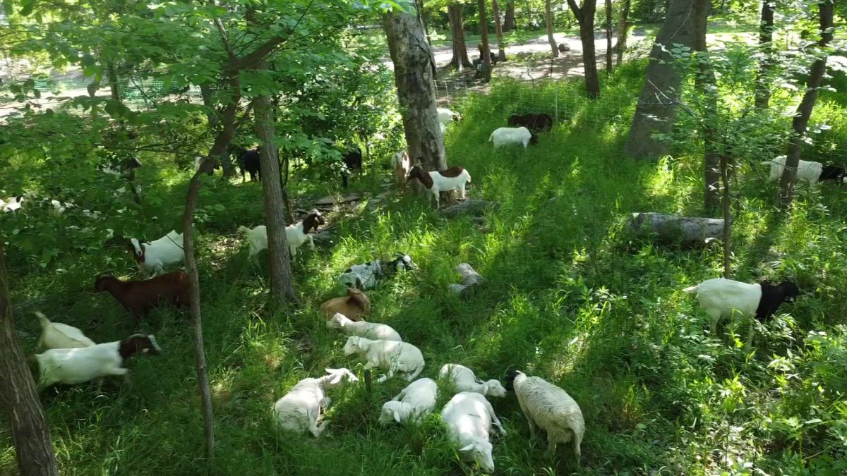 Texas botanical garden uses goats to battle invasive plants – NBC 5 ...