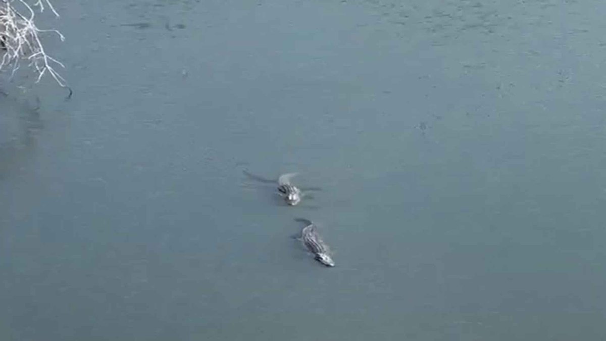 Alligators spotted in North Texas lake are nothing new, blame Spring ...
