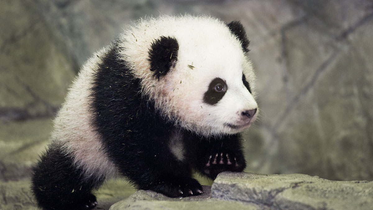 Giant pandas begin their journey to DC’s National Zoo – NBC 5 Dallas ...