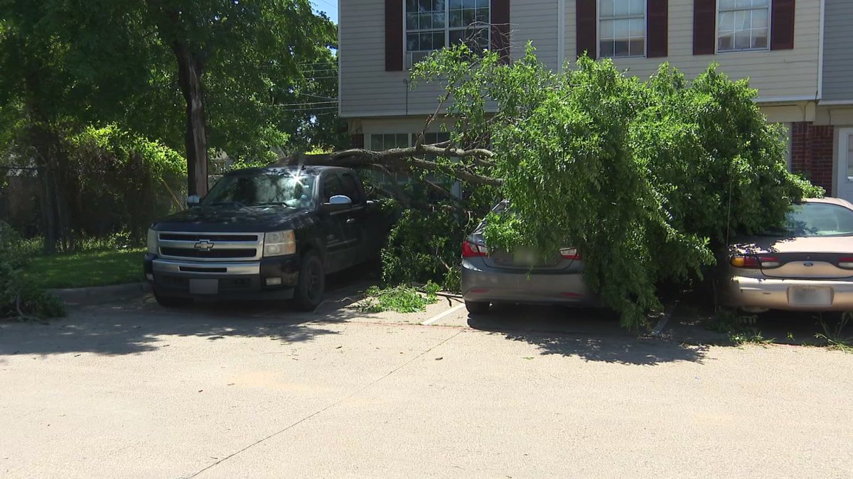 Handling tree damage after storm – NBC 5 Dallas-Fort Worth