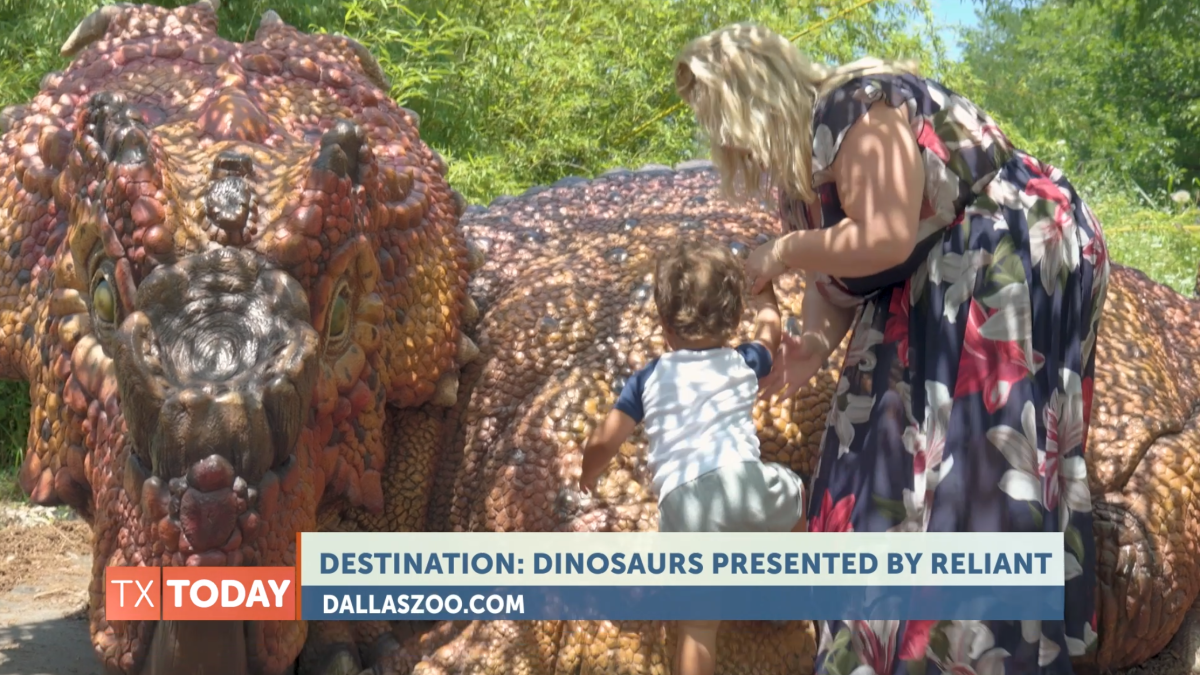 Celebrate National Dinosaur Day – NBC 5 Dallas-Fort Worth
