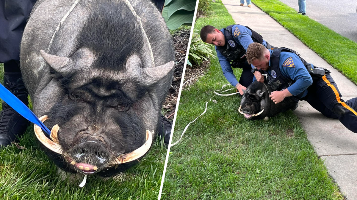 Runaway pig captured by police in New Jersey on Friday – NBC 5 Dallas ...
