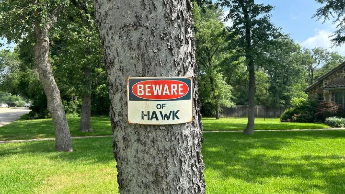 Red-shouldered hawk attacks people in Keller neighborhood – NBC 5 ...