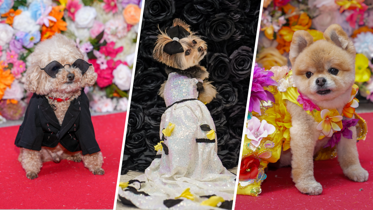 Pet Gala 2024: Dogs put their spin on Met Gala designs – NBC 5 Dallas ...