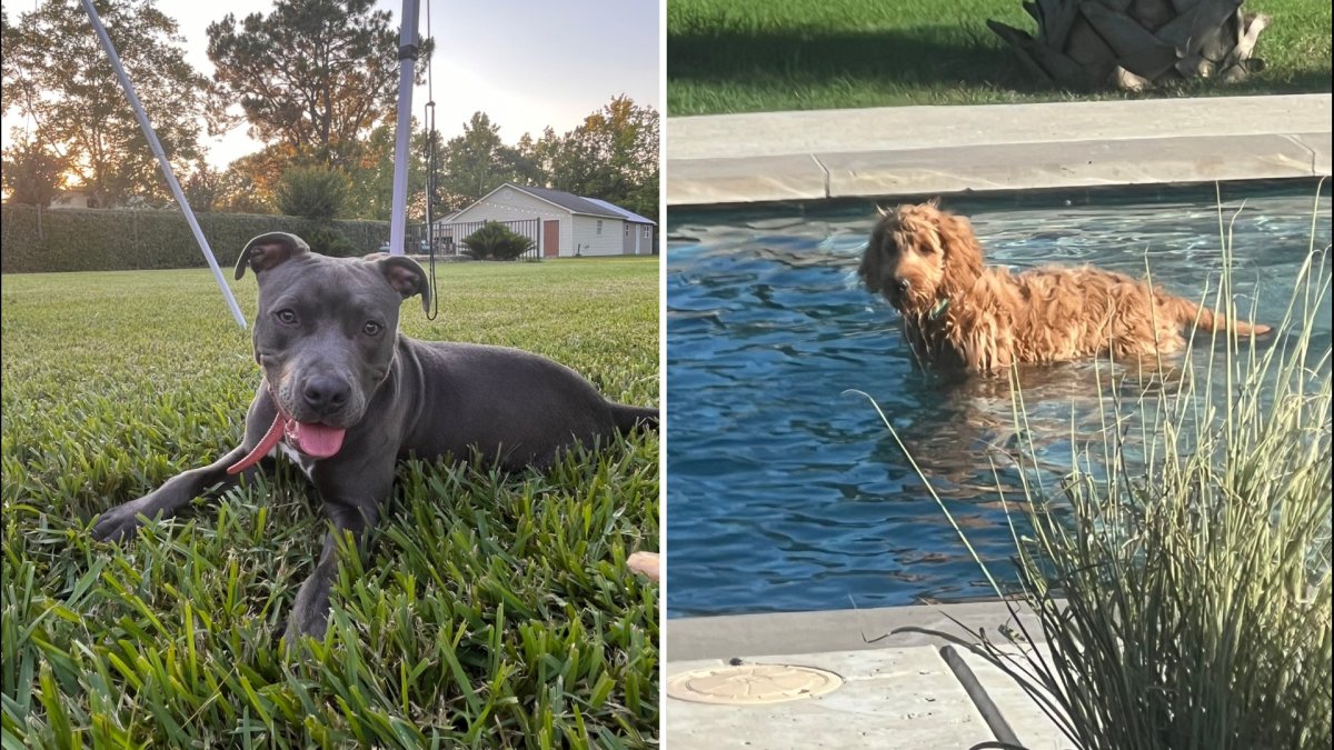 Dog Days of Summer: Luna & Moe – NBC 5 Dallas-Fort Worth