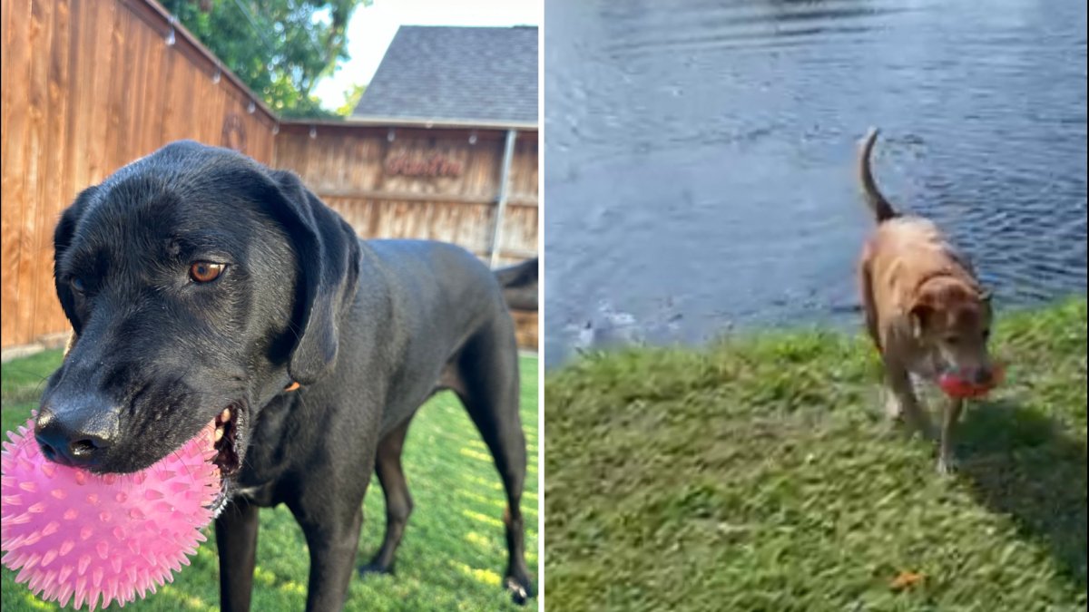 Dog Days of Summer: Mack & Jumper – NBC 5 Dallas-Fort Worth