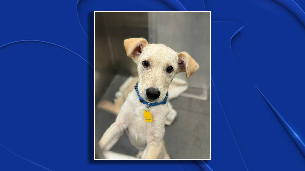 Storms cause crisis at North Texas animal shelters – NBC 5 Dallas-Fort ...