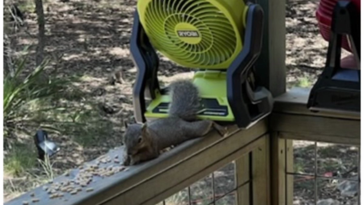 Woman helps Texas squirrels with backyard resort – NBC 5 Dallas-Fort Worth