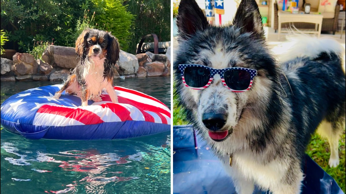 Dog Days of Summer: Milo & Bailey – NBC 5 Dallas-Fort Worth