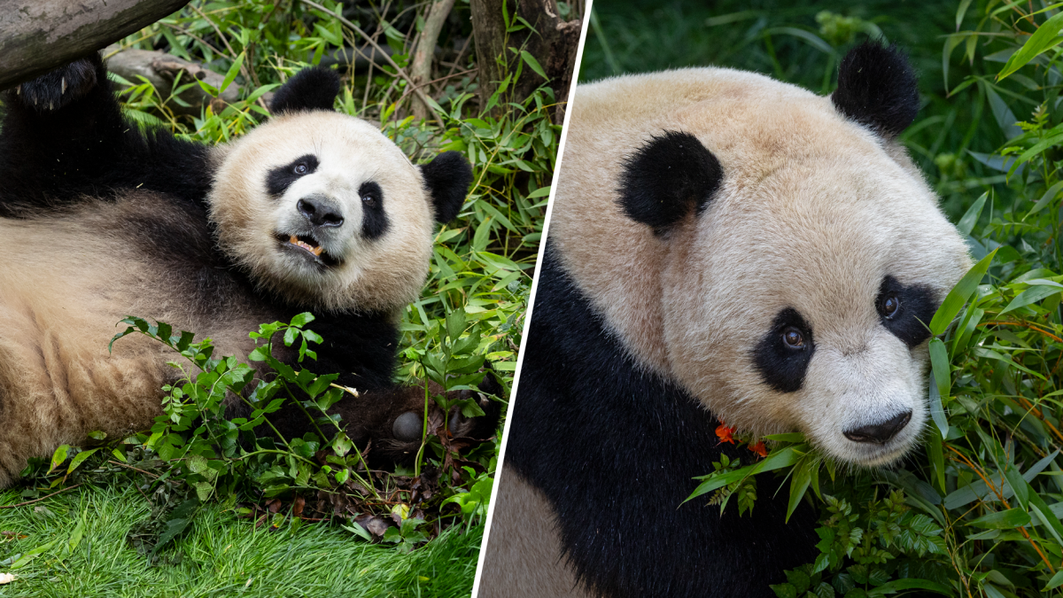 1st look at pandas Yun Chuan and Xin Bao in San Diego – NBC 5 Dallas-Fort Worth
