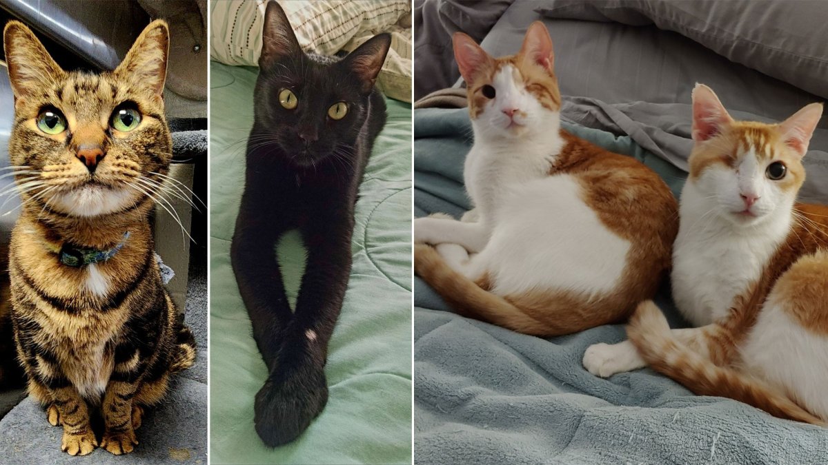 Your Rescue Pets: Zoë, Luther, Cooper & Sam – NBC 5 Dallas-Fort Worth