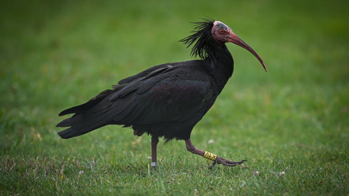 Scientists help Northern Bald Ibis bird migrate amid conservation ...