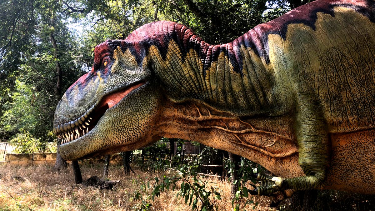 “Dinosaurs Live!” returns to the Heard – NBC 5 Dallas-Fort Worth