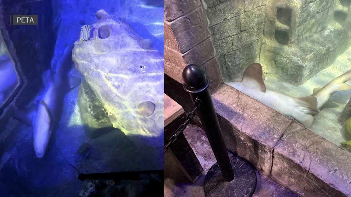 Investigations discover animal abuse at Fort Worth SeaQuest – NBC 5 ...
