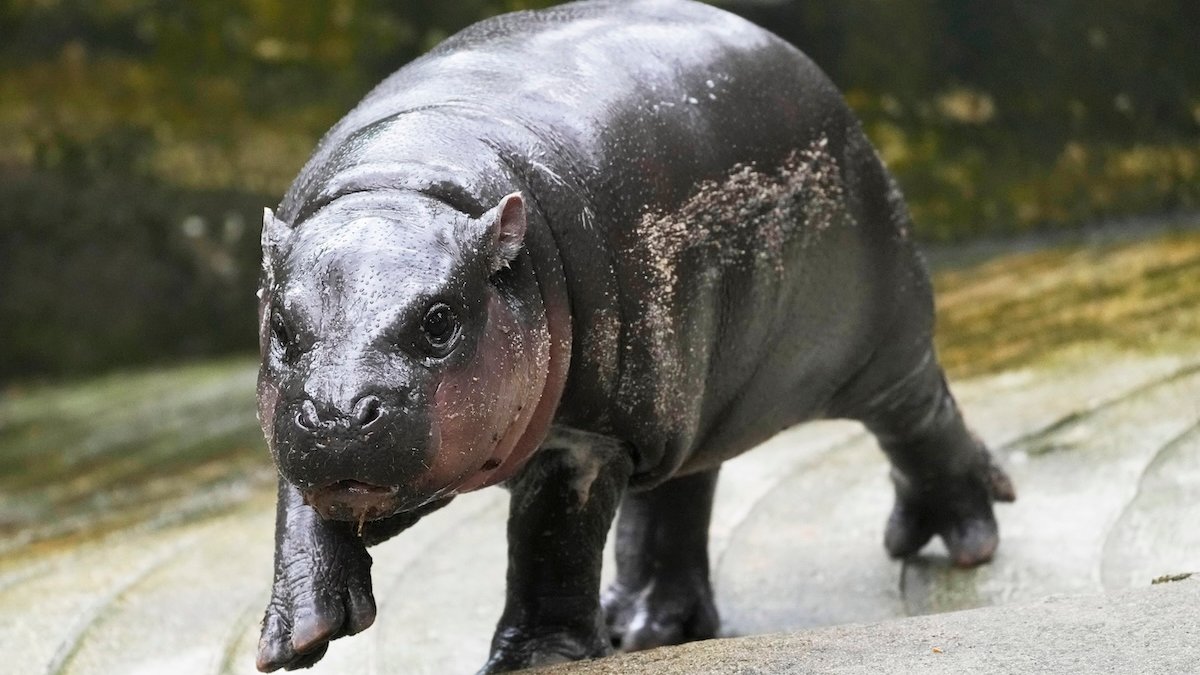 Pygmy hippo Moo Deng is so adored she may get her own patent – NBC 5 ...