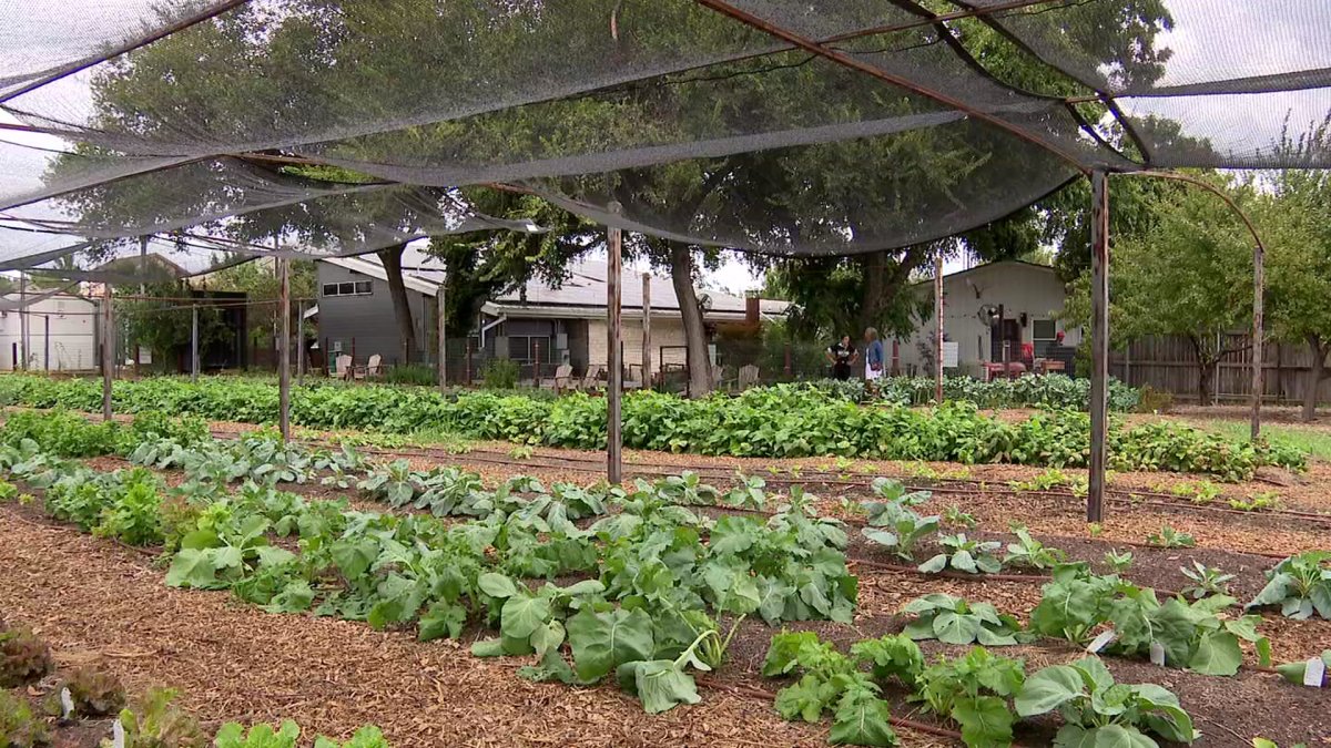 Dallas’ Bonton Farms launches FARMacy with ‘food is medicine’ mantra ...