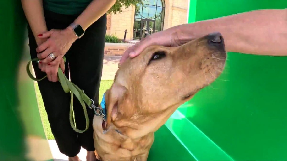 Studies of the human-animal bond show ‘the pet effect’ is real – NBC 5 ...