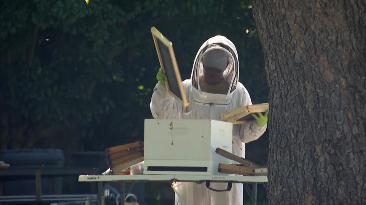 Man and woman attacked by bees in North Richland Hills – NBC 5 Dallas ...