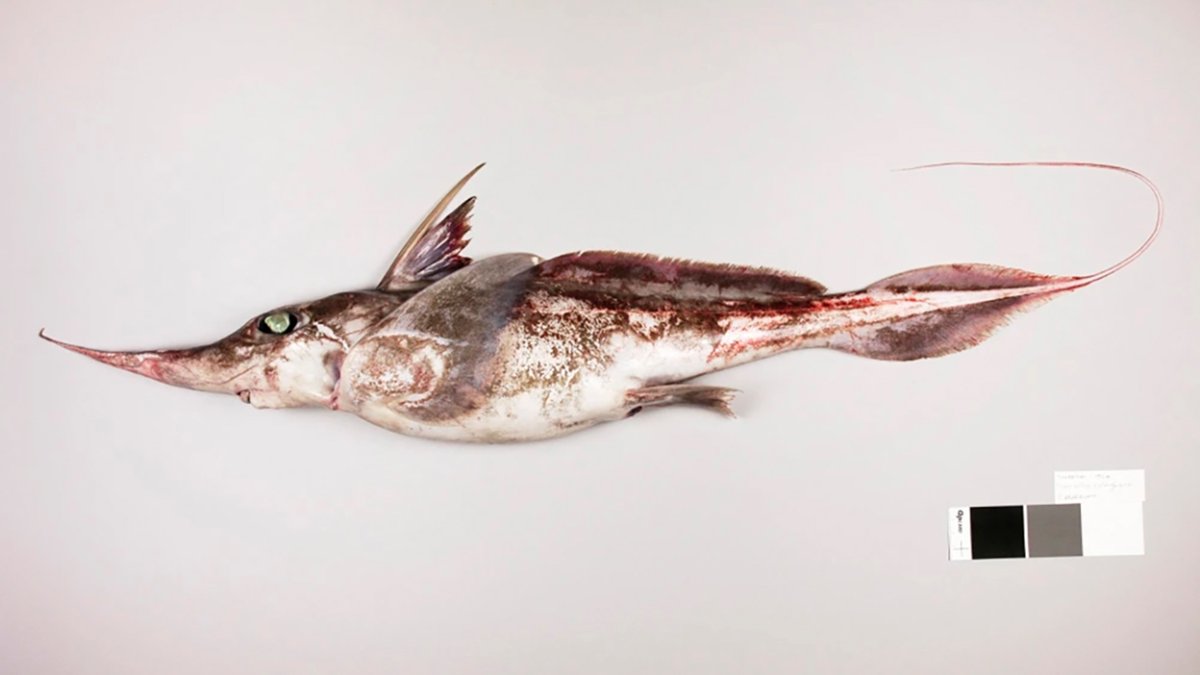 Scientists discover new ‘spookfish’ living deep in Pacific Ocean – NBC ...