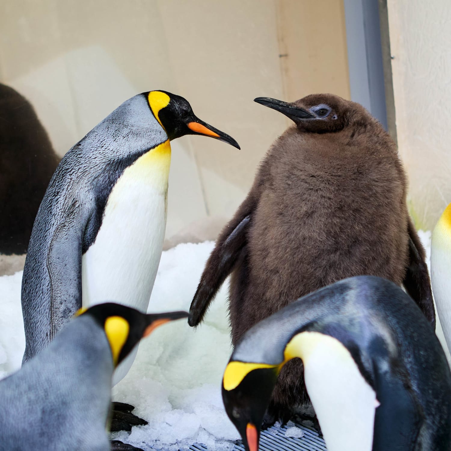 46-pound baby penguin is breaking the internet: ‘Pesto is a celebrity ...