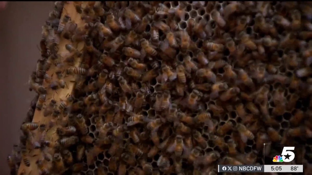What you should know before a bees attack – NBC 5 Dallas-Fort Worth