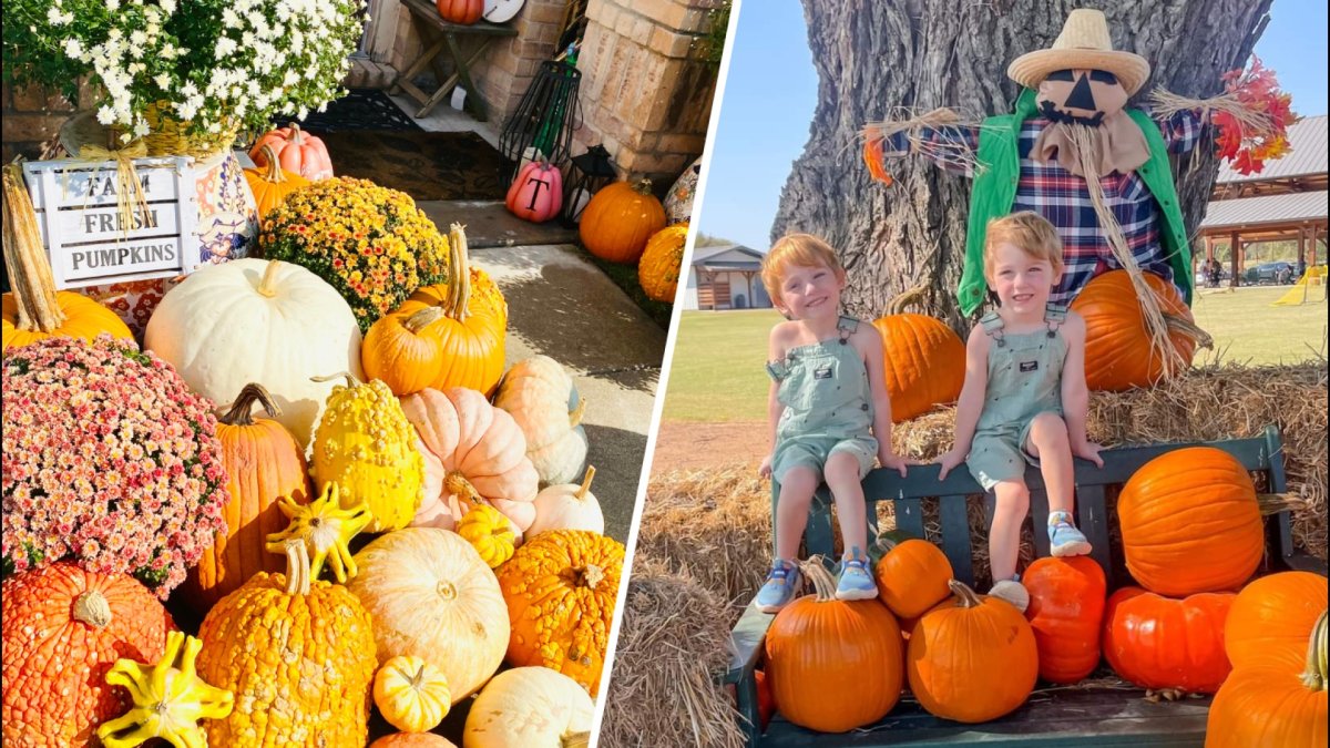 Pumpkin Patch: Kristi, Cooper & Milo – NBC 5 Dallas-Fort Worth