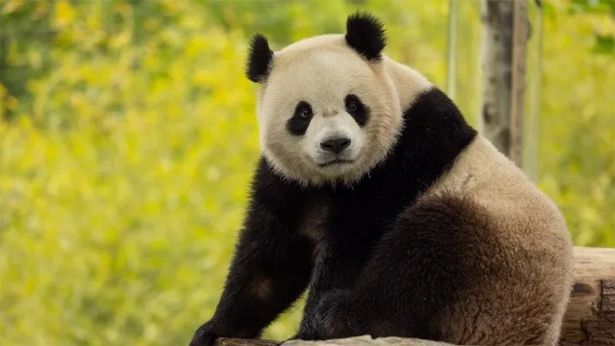 Giant pandas begin their journey to DC’s National Zoo – NBC 5 Dallas ...
