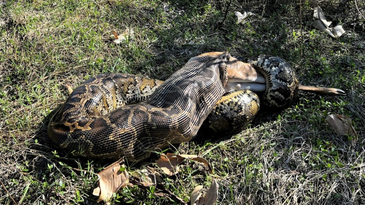 Watch: Burmese python swallows 77-pound deer – NBC 5 Dallas-Fort Worth