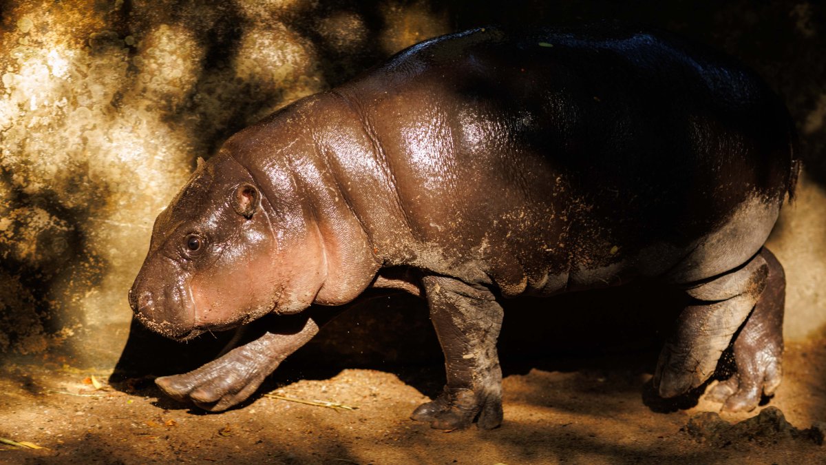 Thailand’s baby pygmy hippo Moo Deng has an official song – NBC 5 ...