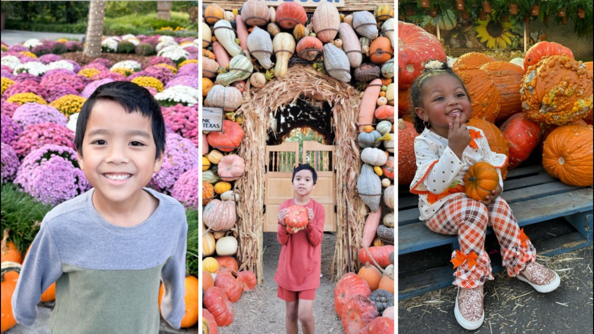 Fall Photos: Rocco, Linus and Legaci – NBC 5 Dallas-Fort Worth